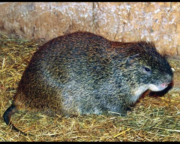 Musu Clan ⚜ Online songs and bio of the artist — mdundo.com